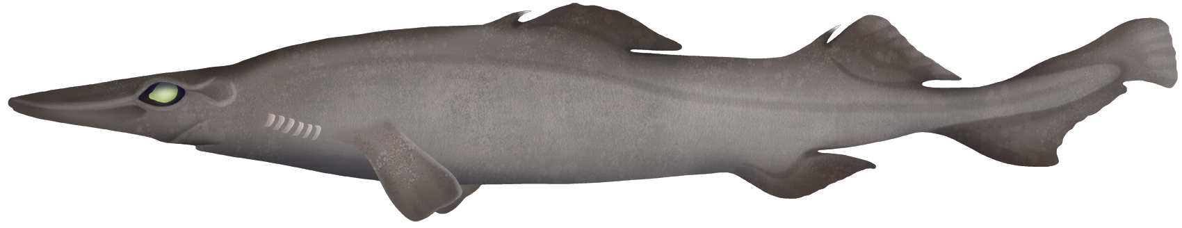 Brier Shark - Deania calcea | Marinewise