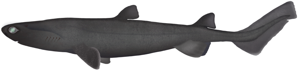 Black Shark - Dalatias licha | Marinewise