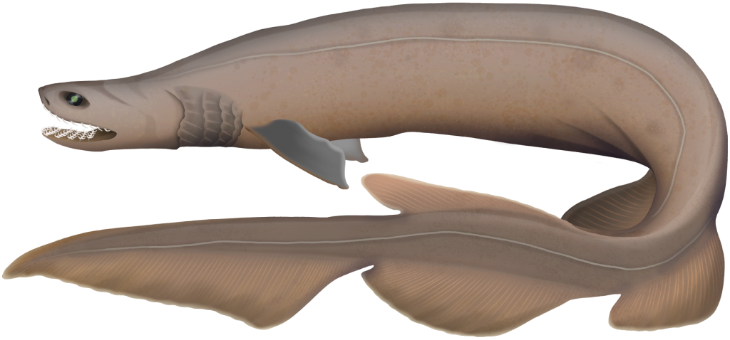 Frill Shark - Chlamydoselachus anguineus | Marinewise