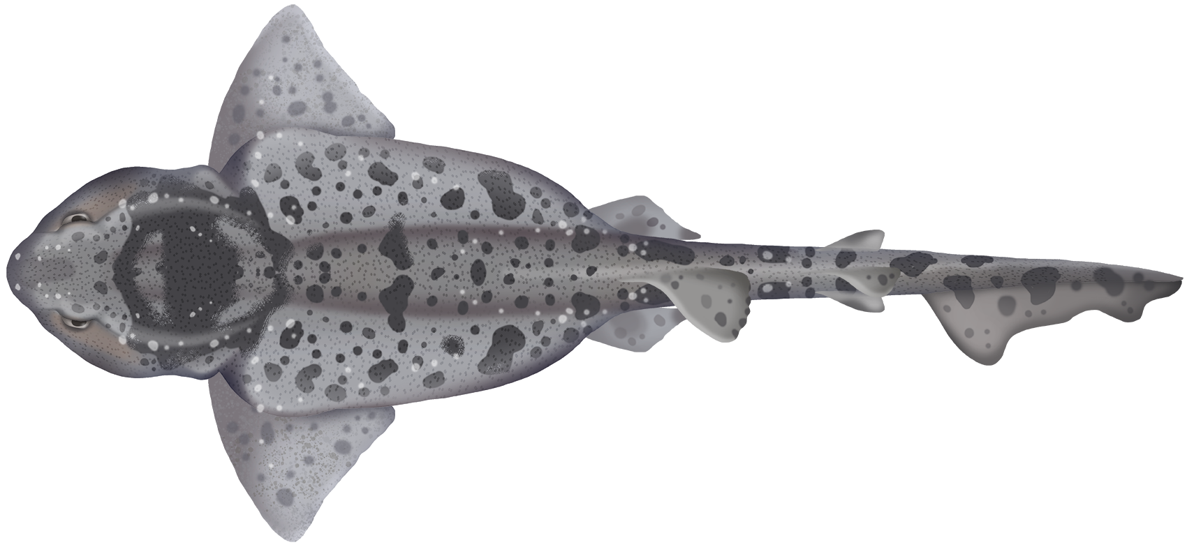 Draughtboard Shark - Cephaloscyllium laticeps | Marinewise