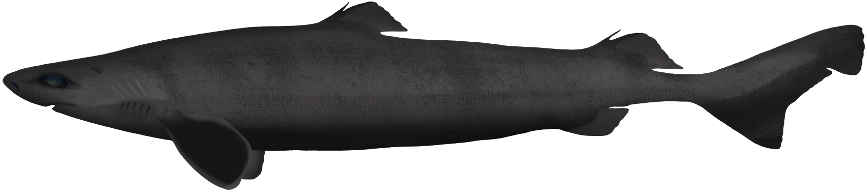 Plunket's Dogfish - Centroscymnus plunketi | Marinewise
