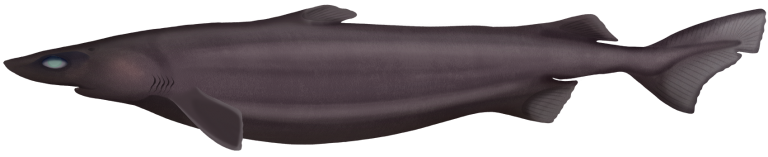 Owstons Dogfish - Centroscymnus owstoni | Marinewise