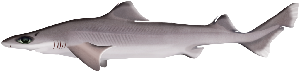 Western Gulper Shark - Centrophorus westraliensis | Marinewise