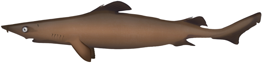 Golden Dogfish - Centroscymnis crepidator | Marinewise