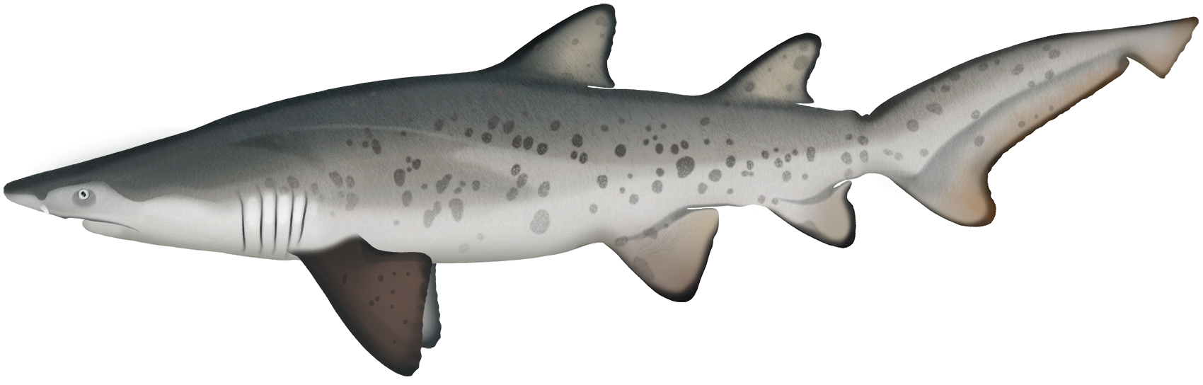 Grey Nurse Shark Map Management Plan For The Bluntnose Sixgill Shark