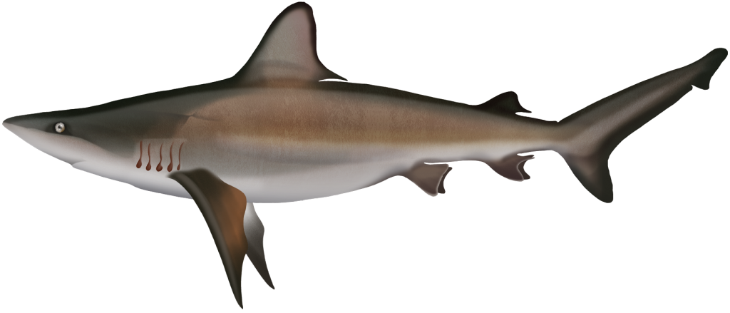 Bignose Shark - Carcharhinus altimus | Marinewise