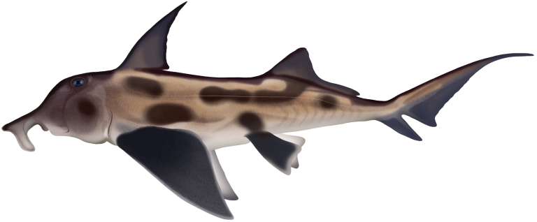 Elephant Fish - Callorhinchus milii | Marinewise