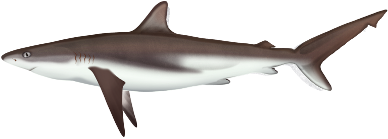 Dusky Shark - Carcharhinus obscurus | Marinewise