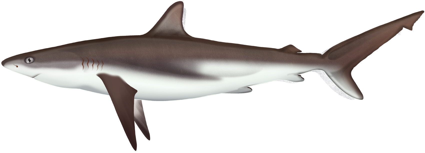 Dusky Shark - Carcharhinus obscurus | Marinewise