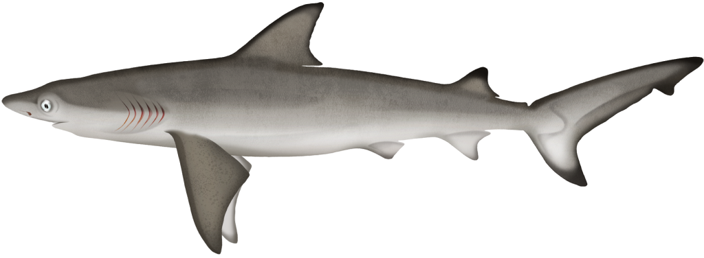Nervous Shark - Carcharhinus cautus | Marinewise
