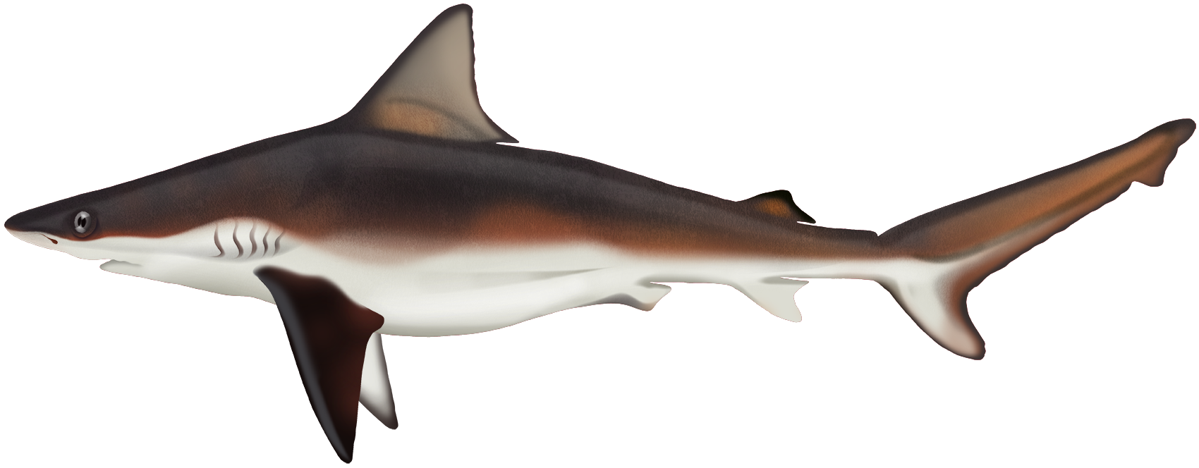 Bronze Whaler Shark - Carcharhinus brachyurus | Marinewise