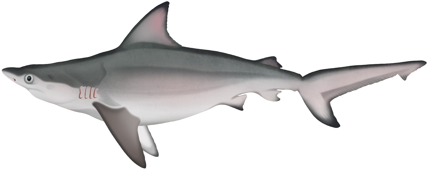Pigeye Shark