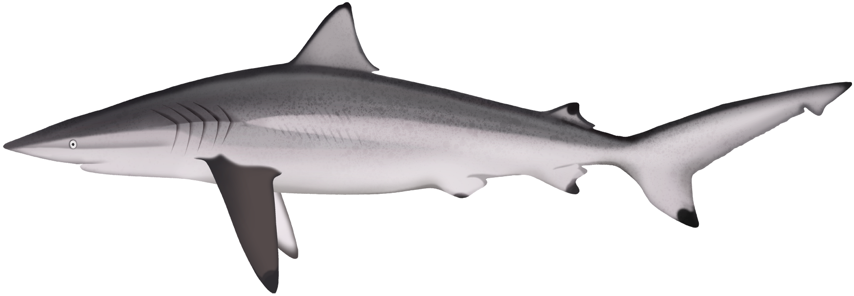 Spinner Shark