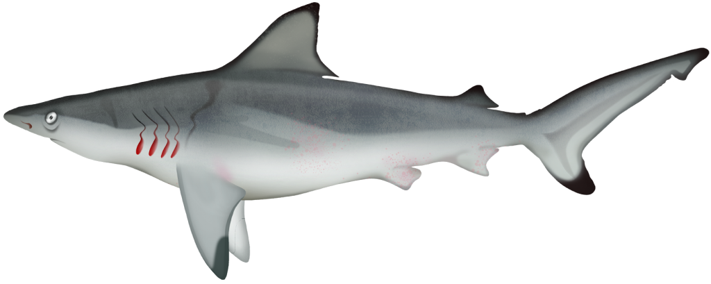 Graceful Shark - Carcharhinus amblyrhynchoides | Marinewise