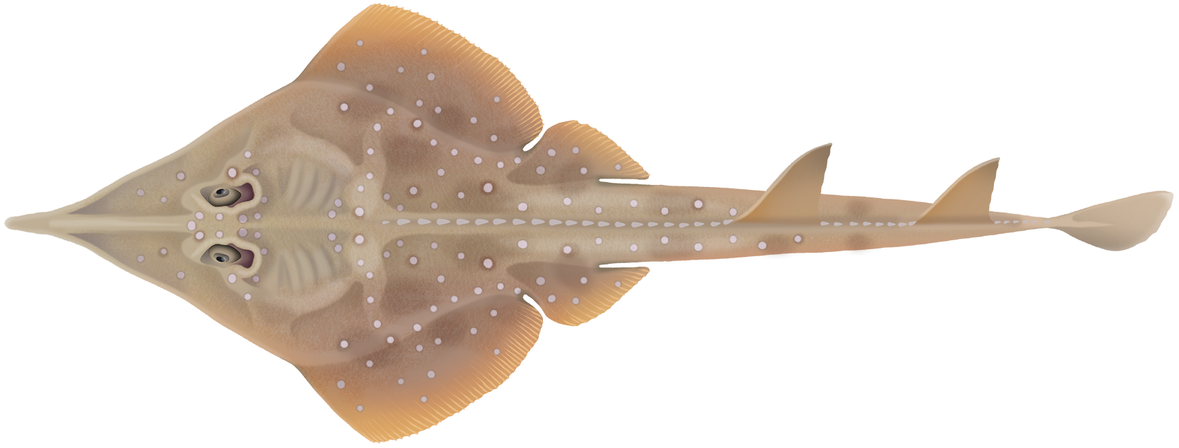 Spotted Shovelnose Ray - Aptychotrema timorensis | Marinewise
