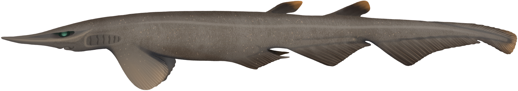 Freckled Catshark - Apristurus sinensis | Marinewise