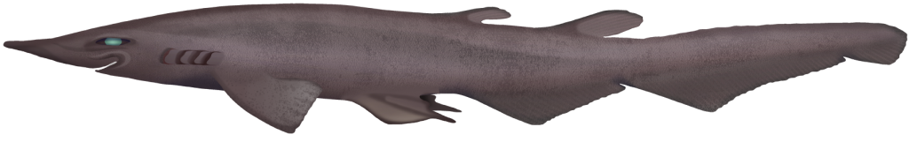 Bigfin Catshark - Apristurus platyrhynchus | Marinewise