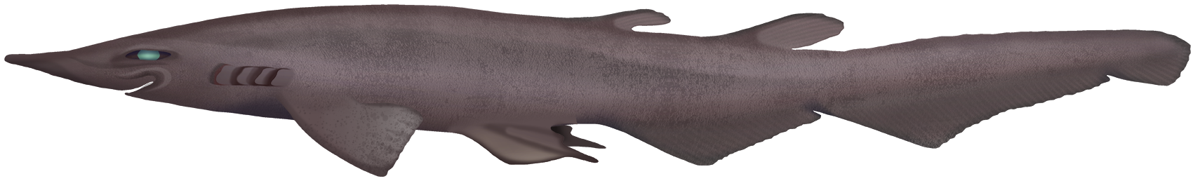 Bigfin Catshark - Apristurus platyrhynchus | Marinewise