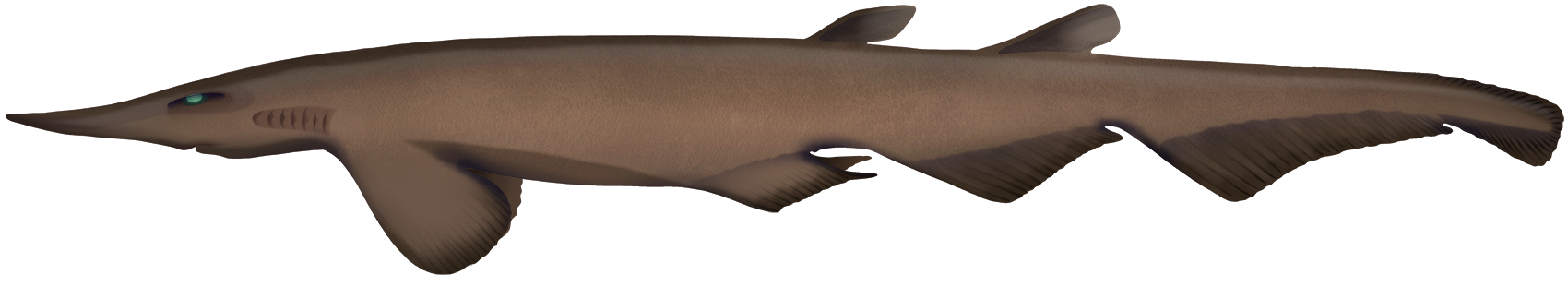 Smoothbelly Catshark - Apristurus longicephalus | Marinewise