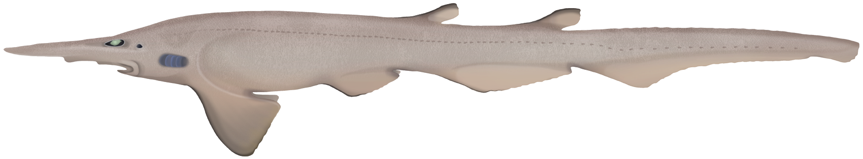 Pinocchio Catshark - Apristurus australis | Marinewise