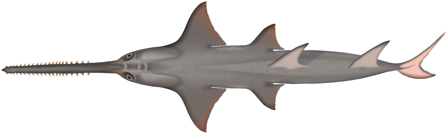 Narrow Sawfish - Anoxypristis cuspidata | Marinewise