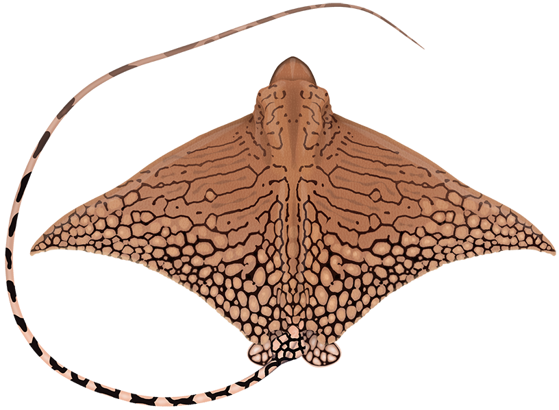 Ornate Eagle Ray - Aetomylaeus vespertillo | Marinewise