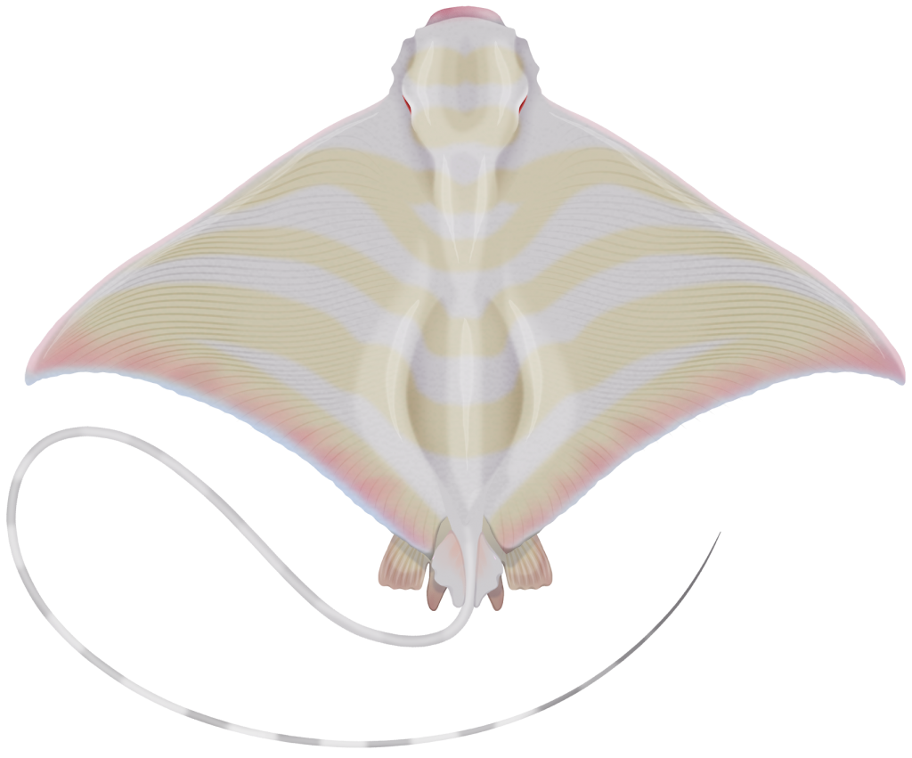 Banded Eagle Ray - Aetomylaeus caeruleofasciatus | Marinewise