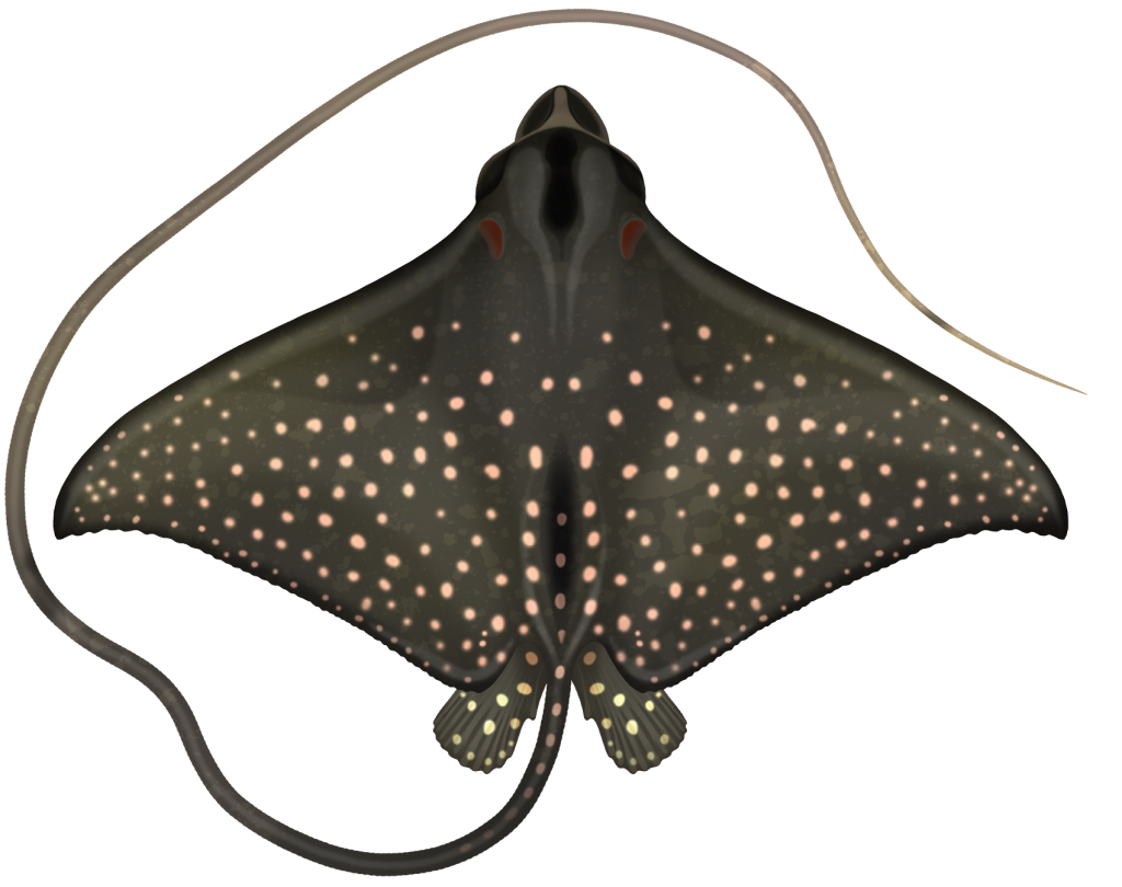 Whitespotted Eagle Ray - Aetobatus ocellatus | Marinewise