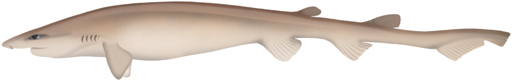 Short Tail Catshark - Parmaturus bigus | Marinewise