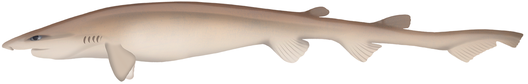 Short Tail Catshark - Parmaturus bigus | Marinewise