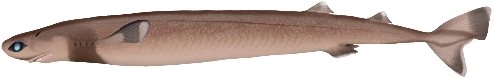 Smalltooth Cookiecutter Shark - Isistius brasiliensis | Marinewise