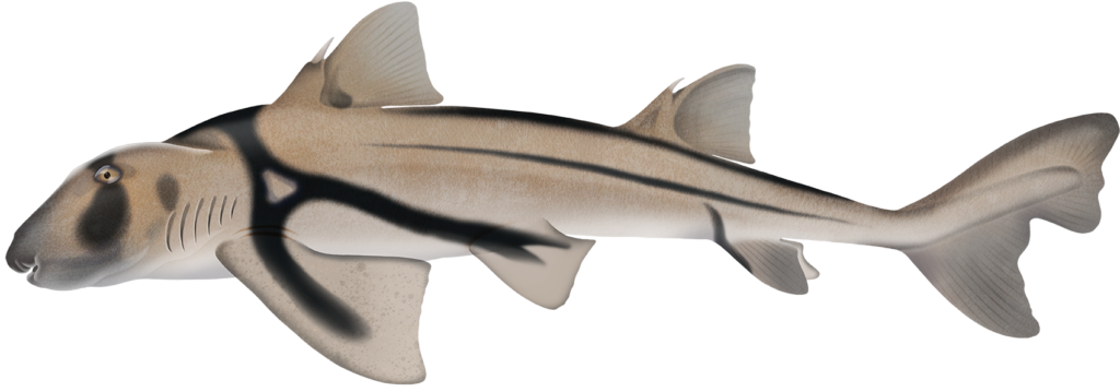 Port Jackson Shark - Heterodontus portusjacksoni | Marinewise