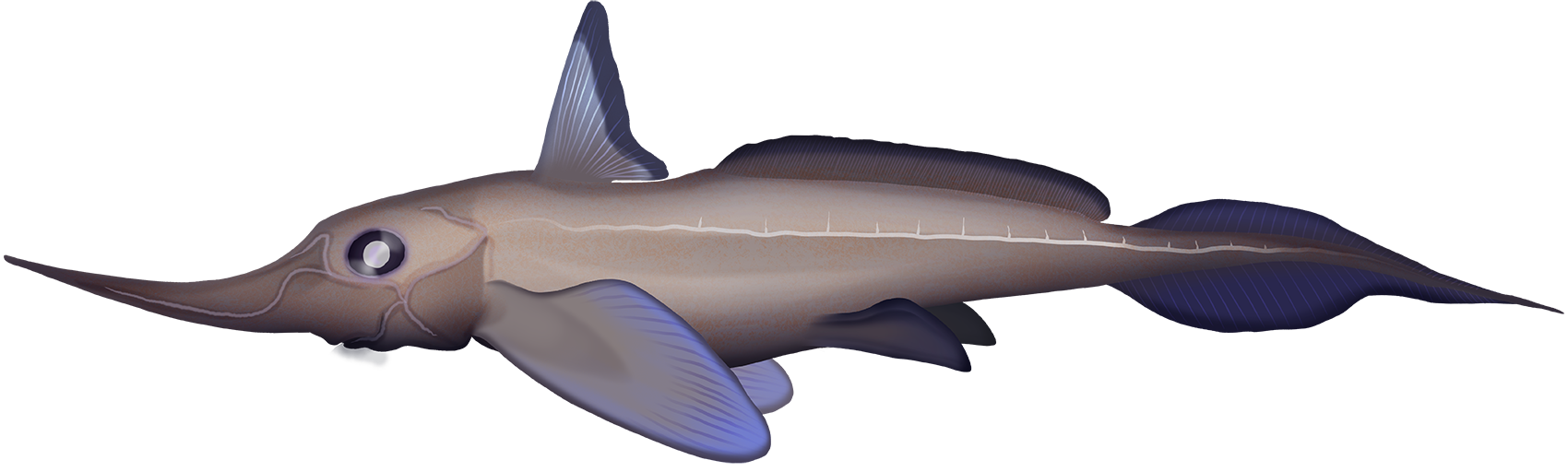 Bigspine Spookfish - Harriotta raleighana | Marinewise