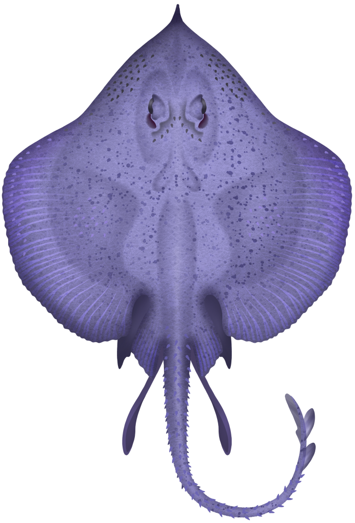 Blue Skate - Notoraja azurea | Marinewise