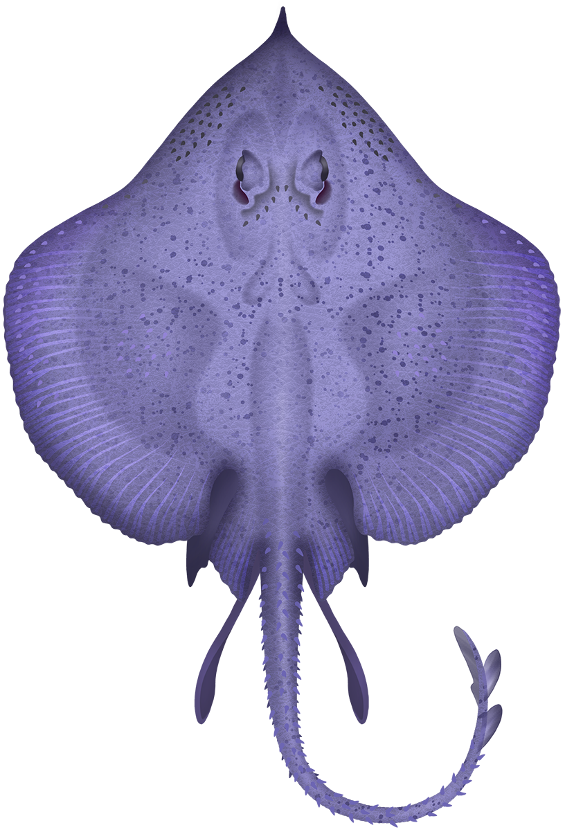 Blue Skate - Notoraja azurea | Marinewise