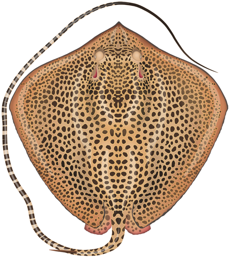 Reticulate Whipray - Himantura australis | Marinewise