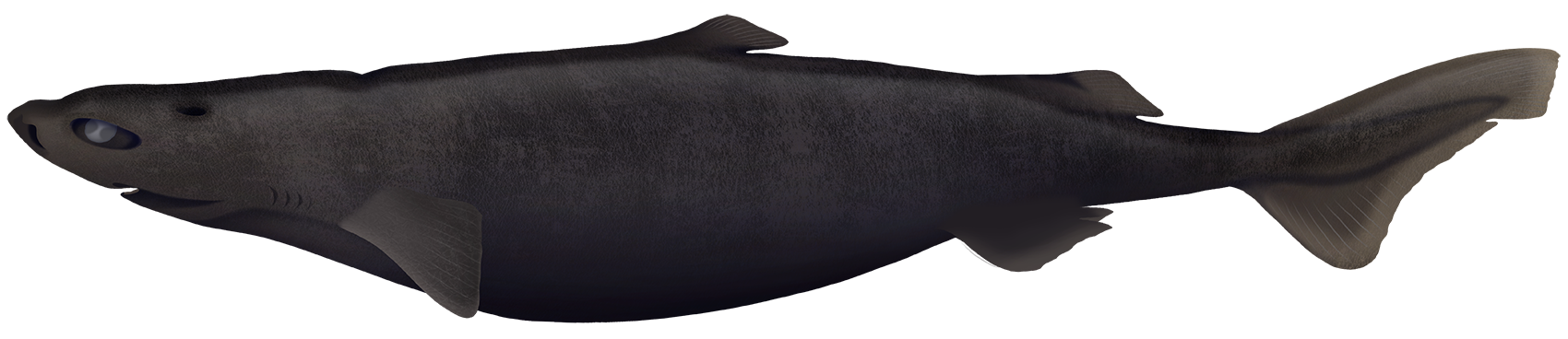 Velvet Dogfish - Zameus squamulosus | Marinewise