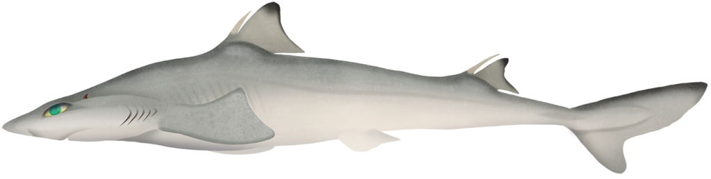 Fatspine Spurdog - Squalus crassispinus | Marinewise