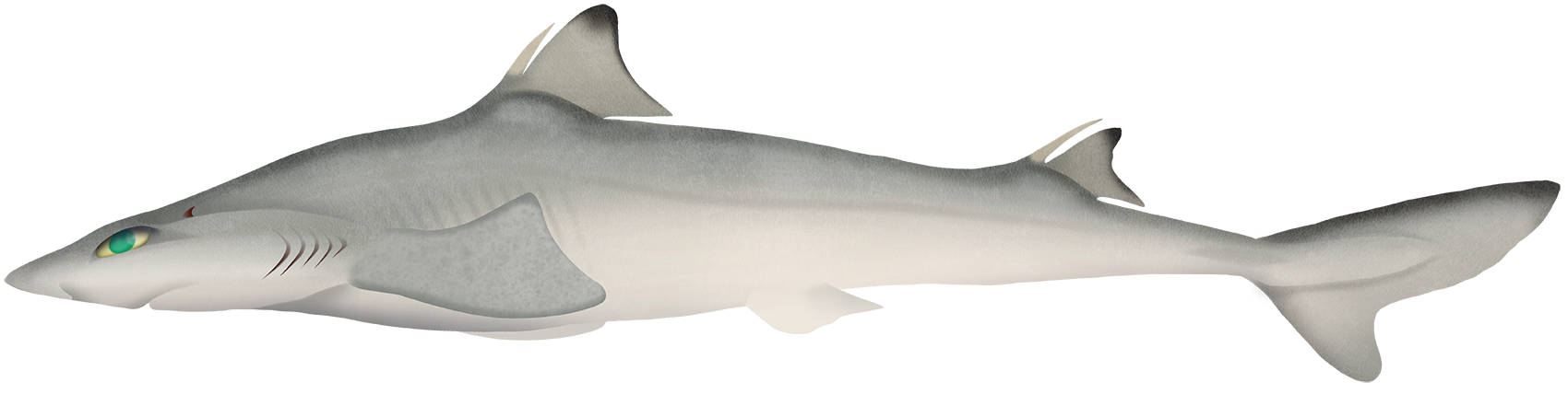 Fatspine Spurdog - Squalus crassispinus | Marinewise