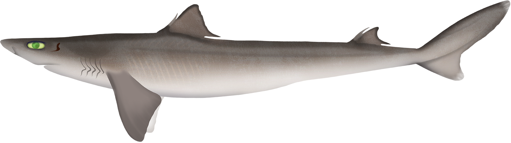 Greeneye Spurdog - Squalus chloroculus | Marinewise