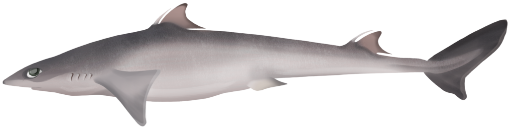 Western Highfin Spurdog - Squalus altipinnis | Marinewise