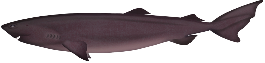 Sherwood's Dogfish - Scymnodalatias sherwoodi | Marinewise
