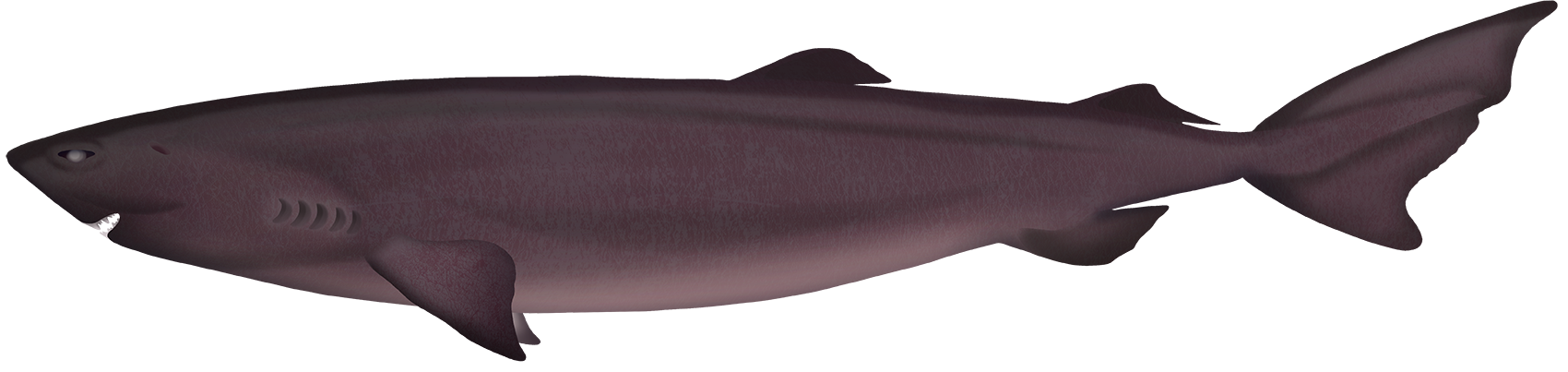 Sherwood's Dogfish - Scymnodalatias sherwoodi | Marinewise