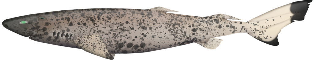 Whitetail Dogfish - Scymnodalatias albicauda | Marinewise