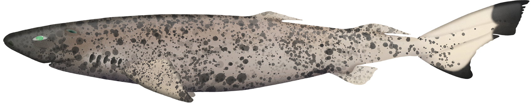 Whitetail Dogfish - Scymnodalatias albicauda | Marinewise