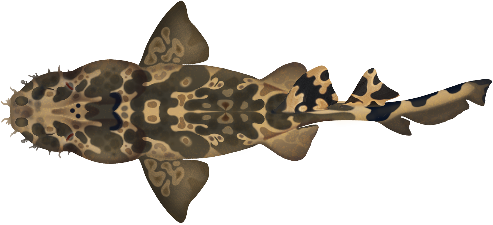 Western Wobbegong - Orectolobus hutchinsi | Marinewise