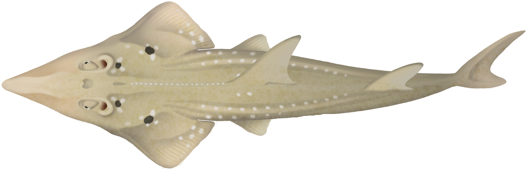 Eyebrow Wedgefish - Rhynchobatis palpelabratus | Marinewise
