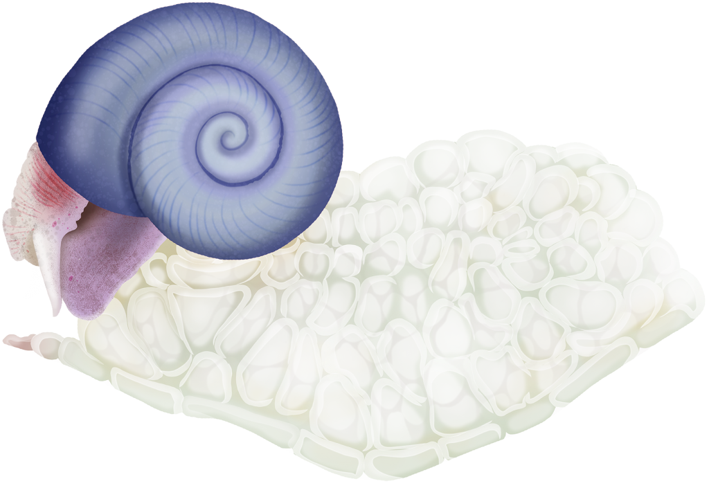 Common Violet Snail - Janthina janthina | Marinewise
