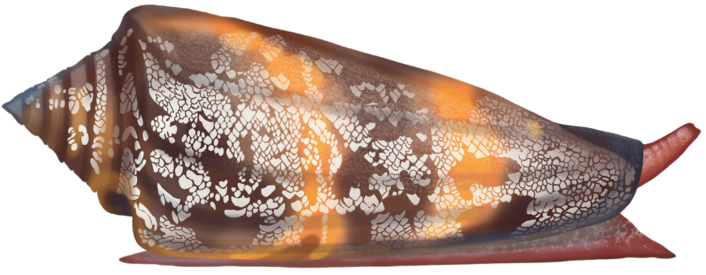 Glory of the Seas Cone - Conus gloriamaris | Marinewise