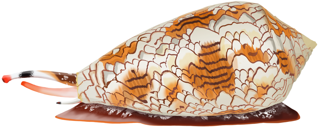 Textile Cone - Conus textile | Marinewise